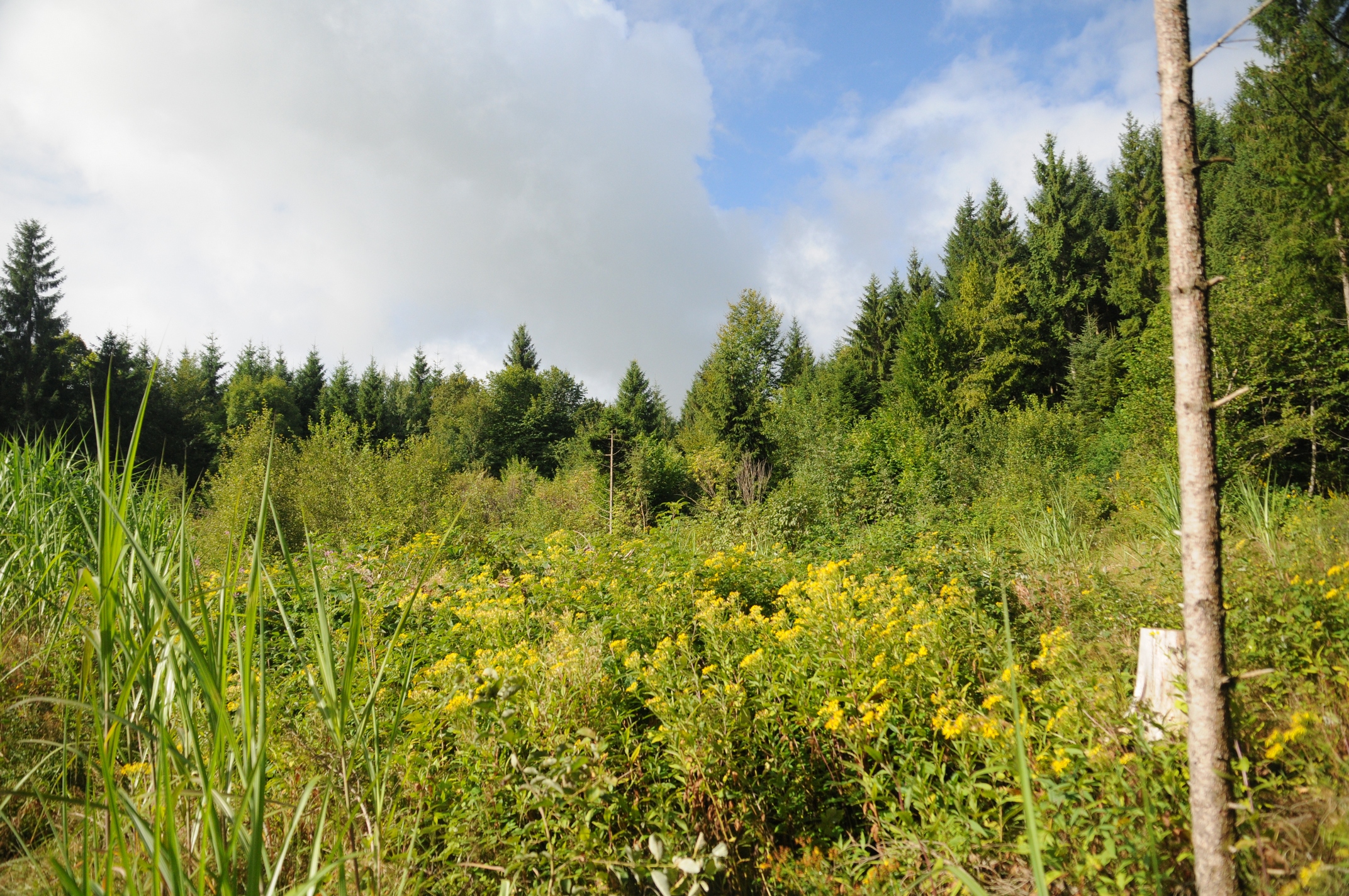 Parc à sangliers – Du Clos Des Rondins