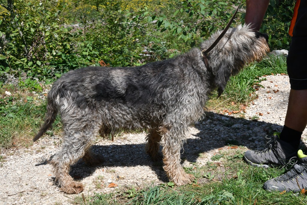 Chien Rapprocheur Voie Unique Sanglier Vendre