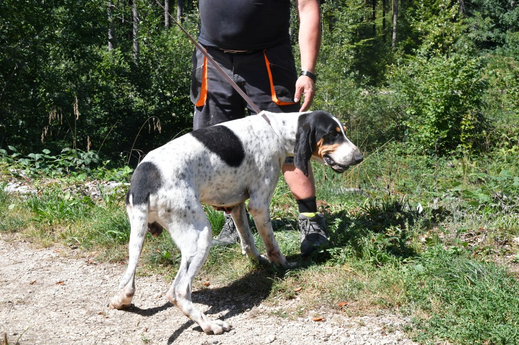 Chien Rapprocheur Voie Unique Sanglier Vendre