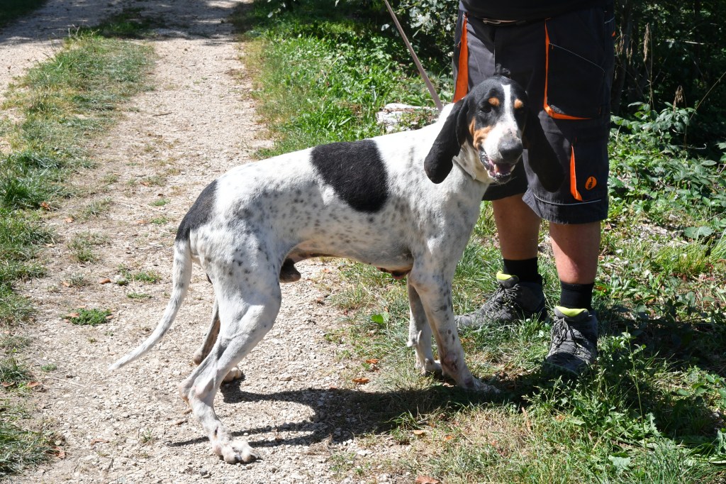 Chien Rapprocheur Voie Unique Sanglier Vendre