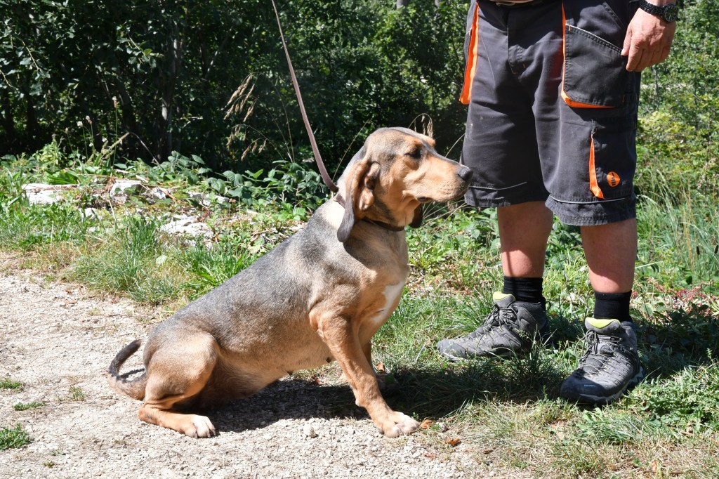 Chien Rapprocheur Voie Unique Sanglier Vendre