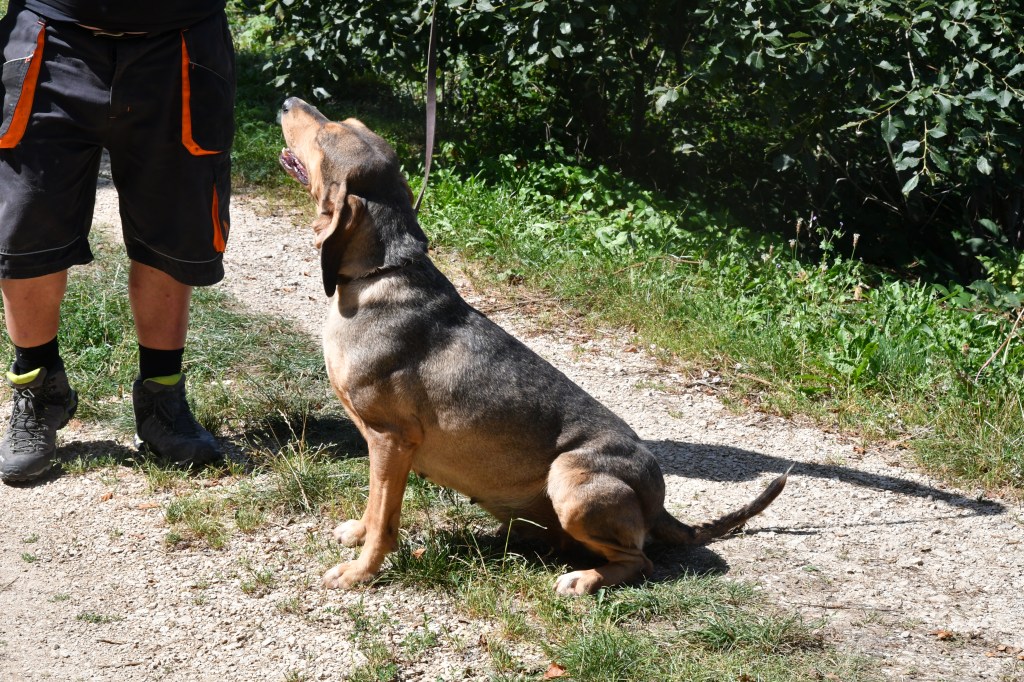 Chien Rapprocheur Voie Unique Sanglier Vendre
